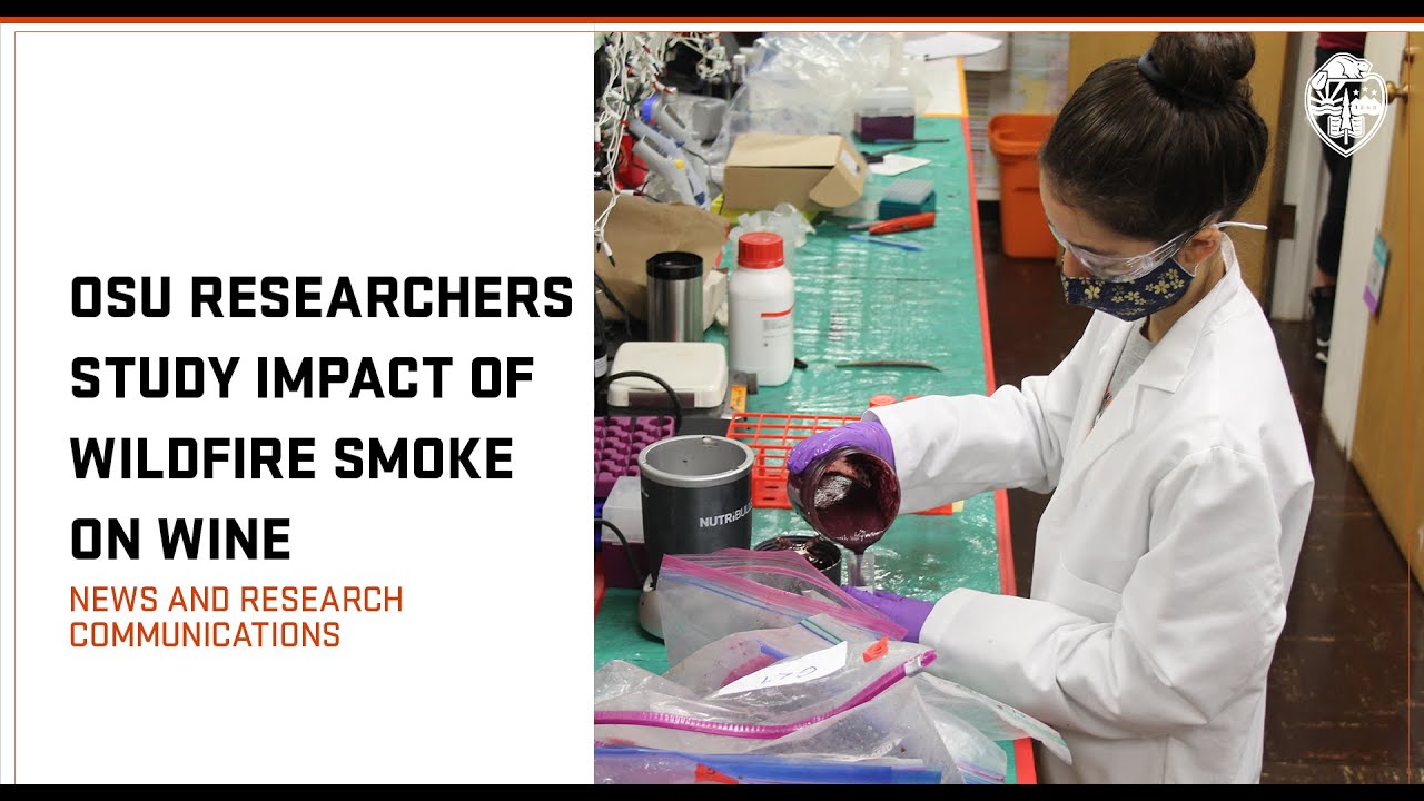 OSU Researchers study impact of wildfire smoke on wine - YouTube