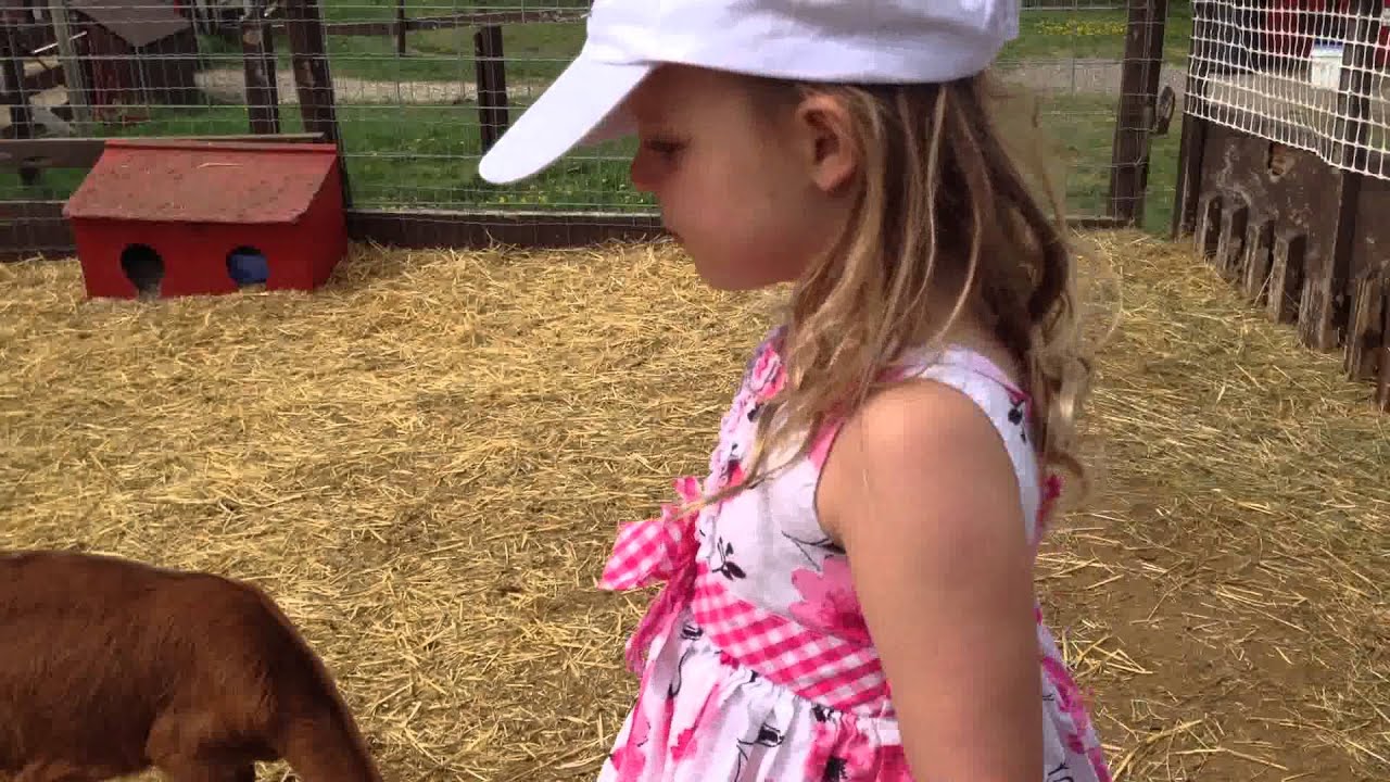 Chloe goat eating her dress 1 - YouTube
