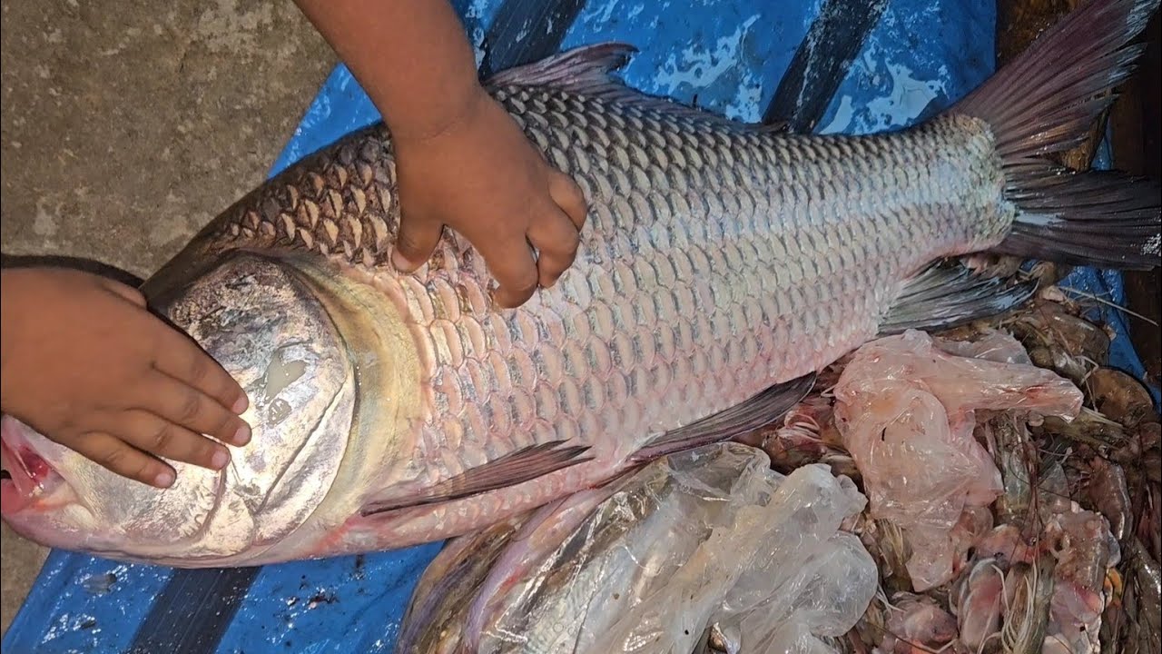 3Kg live Big Katla fish cutting in rain - YouTube