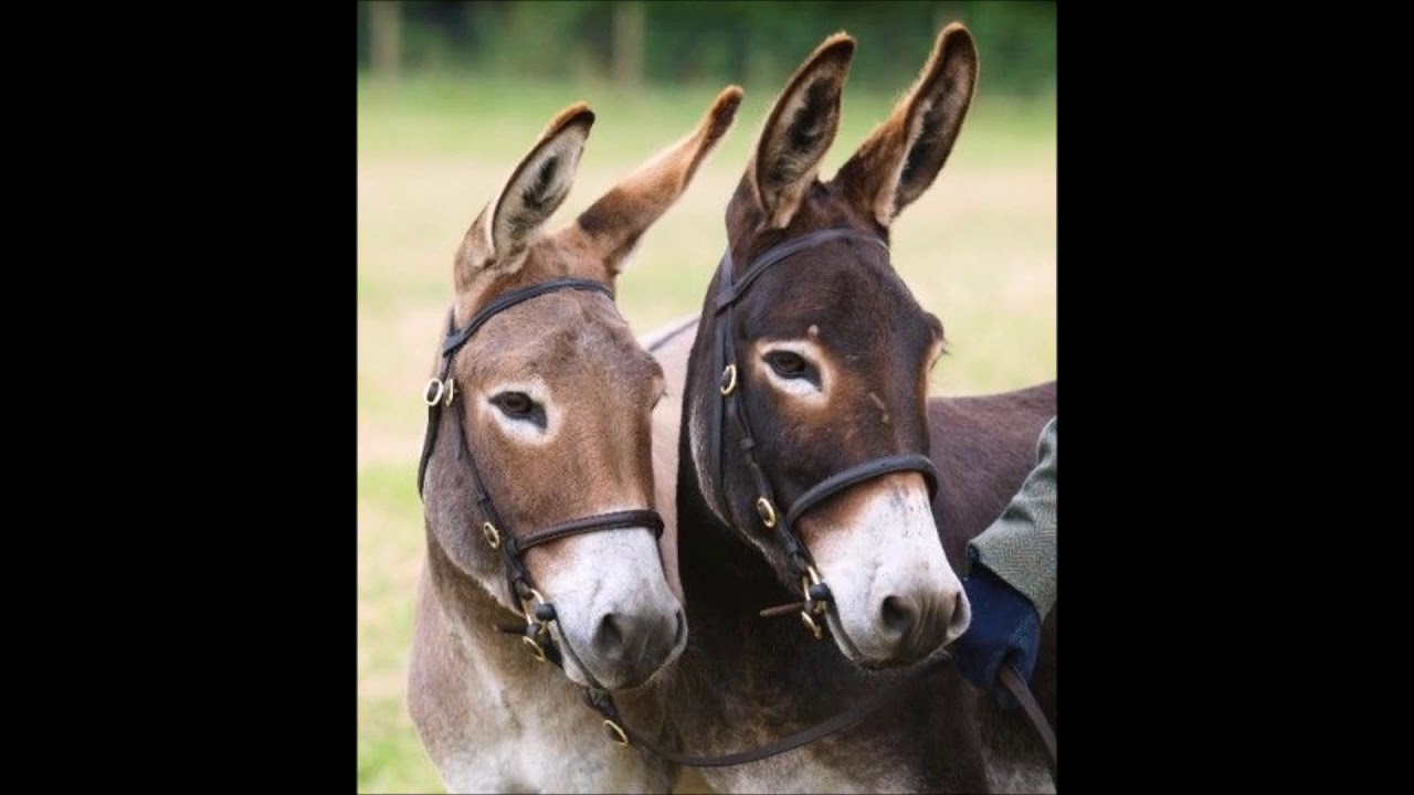 Two Mules by Nathaniel Urshan - YouTube