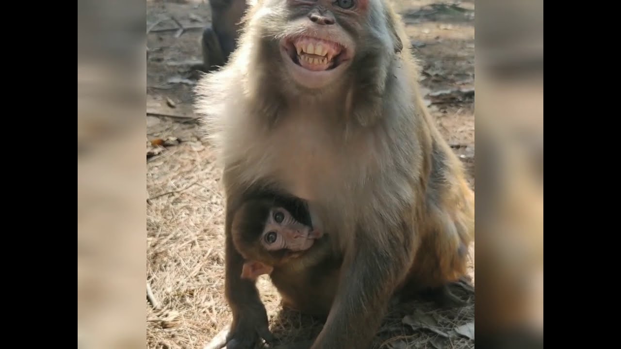 #ep15 happy_monkey Haha 😂 - YouTube