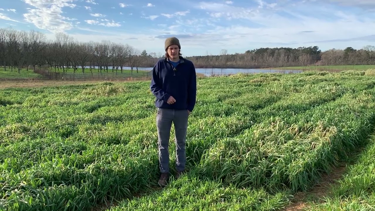 Oat Food Plot Preference Studies for Deer (Year Two) - YouTube