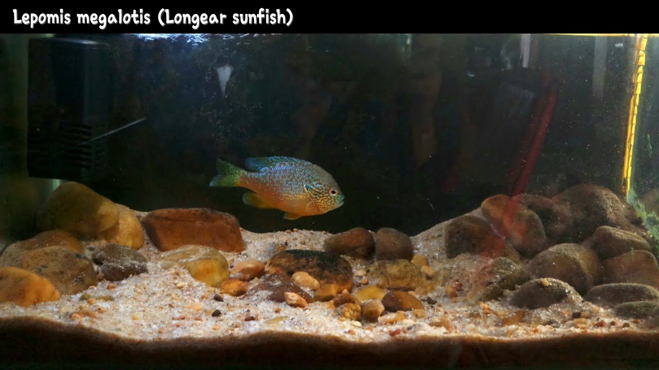 Longear sunfish (Lepomis megalotis) 55G aquarium. - YouTube
