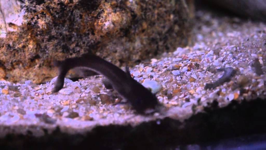 Chrysichthys sianenna - Bagridae - Lake Tanganyika - YouTube
