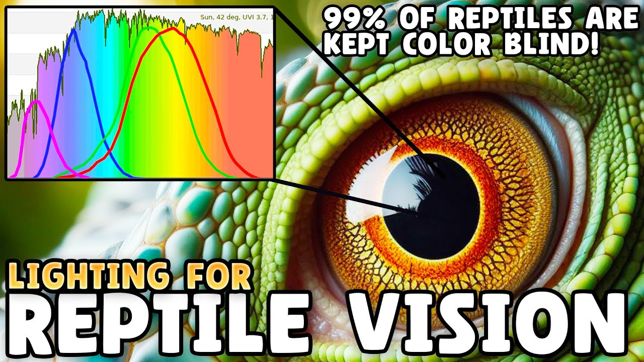 Reptile Lighting Guide & Reptile Vision Masterclass | Thomas Griffiths ...