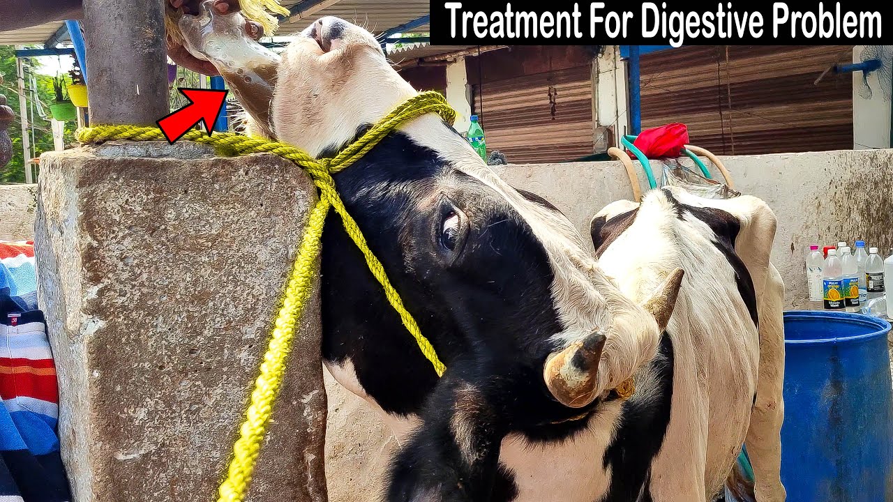 Cow Video | Himalaya Appetonic Powder | Treatment For Digestion Problem ...