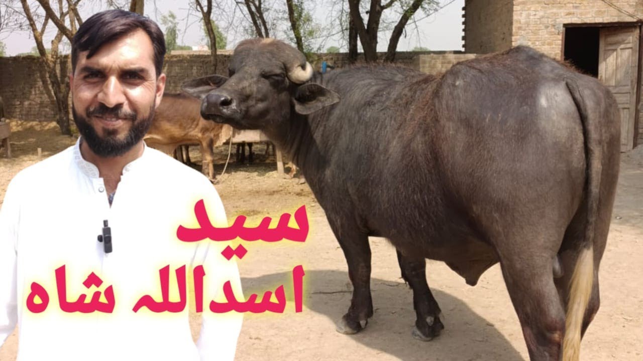 Syed Asad Ullaha Shah Sb ¦¦ Beautiful Nili Buffaloes ¦¦ Hafiz Azhar ...