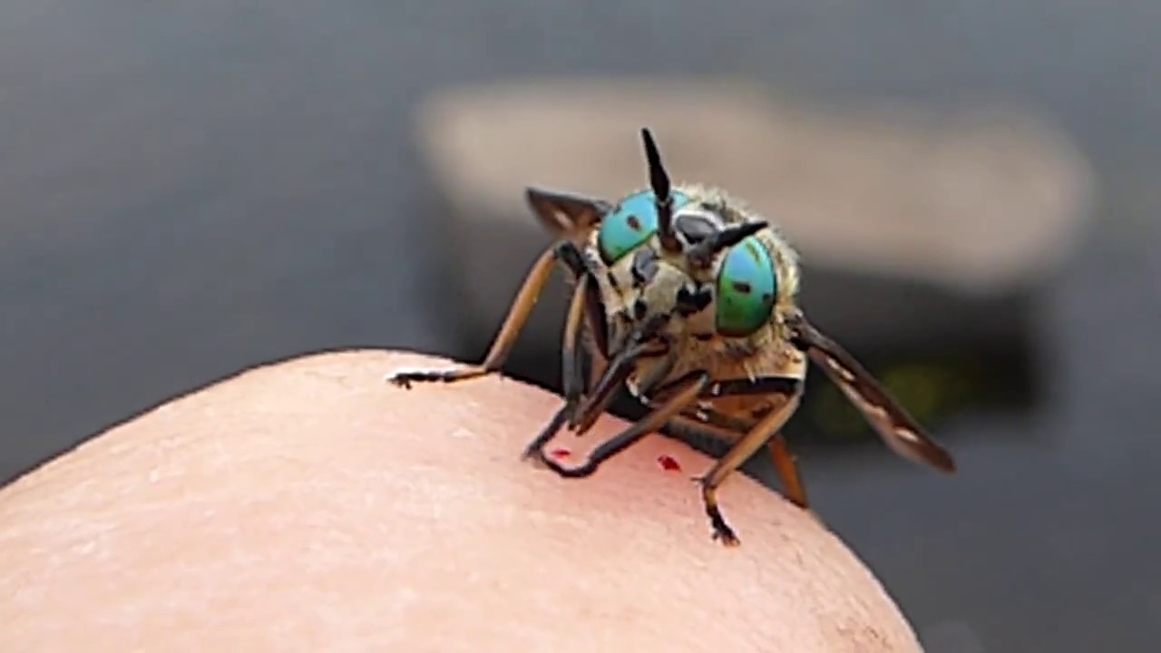 Blinning suger blod - Blir matad - YouTube