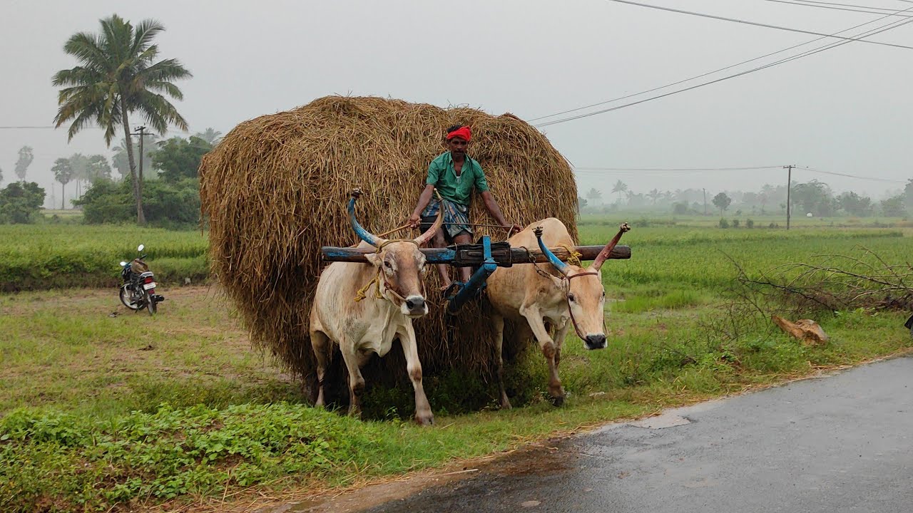 Bullock Cart Heavy Loaded Paddy Plants | bullock Cart Ride | Bullock ...
