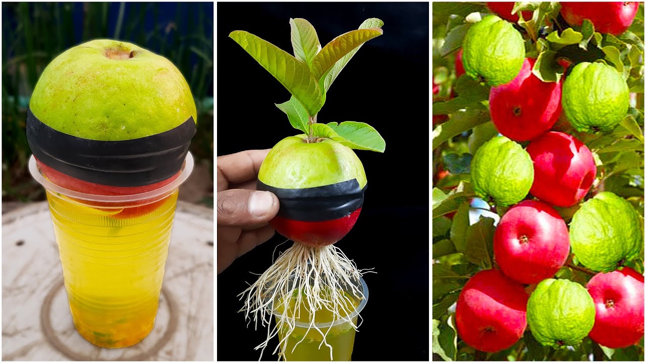 How to grow two different plant at home from fruits || Best & easy ...
