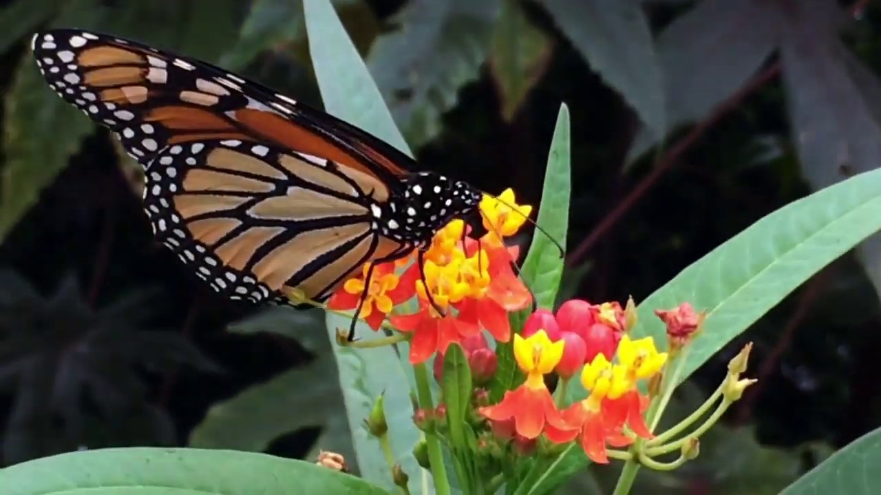 Wonders of Nature, Beautiful Butterfly and Bee on Flowers helping ...