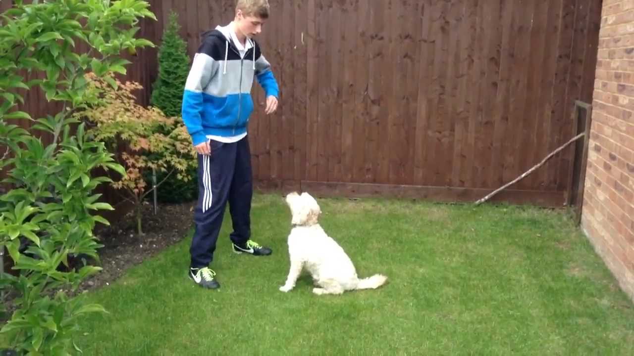 Cockapoo does amazing tricks #1 - YouTube