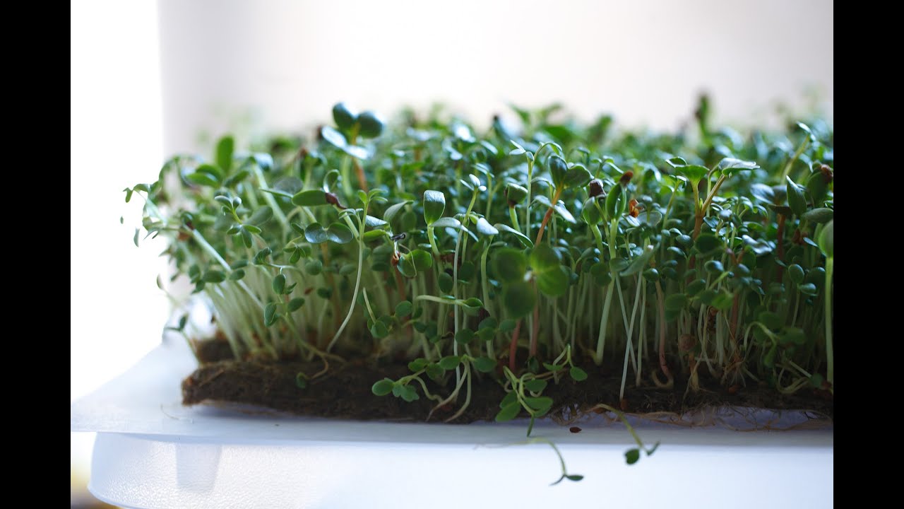 Как прорастить брокколи (How to sprout broccoli) - YouTube