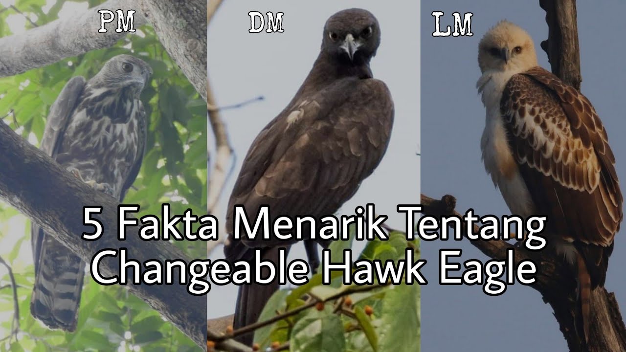🔴 Changeable Hawk Eagle / Kenali Jenis Helang - YouTube
