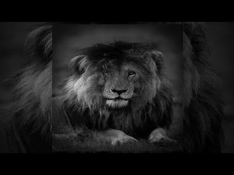 ZUMY - ULTRA SLOWED - Zynyx