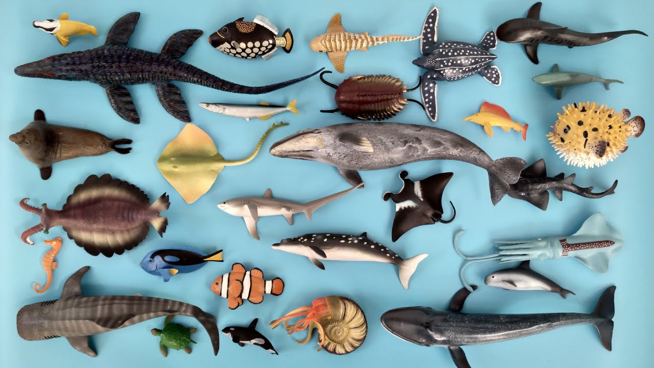 Hewan Laut Ikan Buntal, Ikan Nemo, Ikan Badut, Blue Tang, Layaran, Pari ...