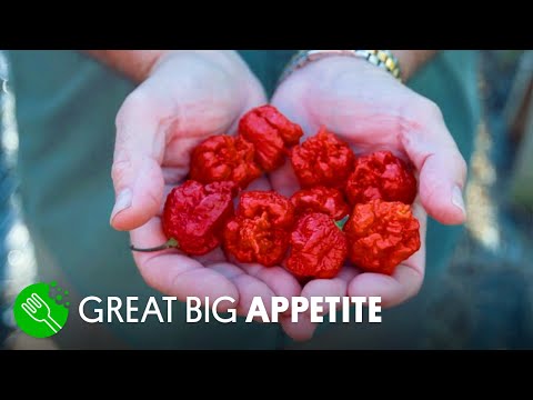 Breeding the World’s Hottest Pepper 🌶️