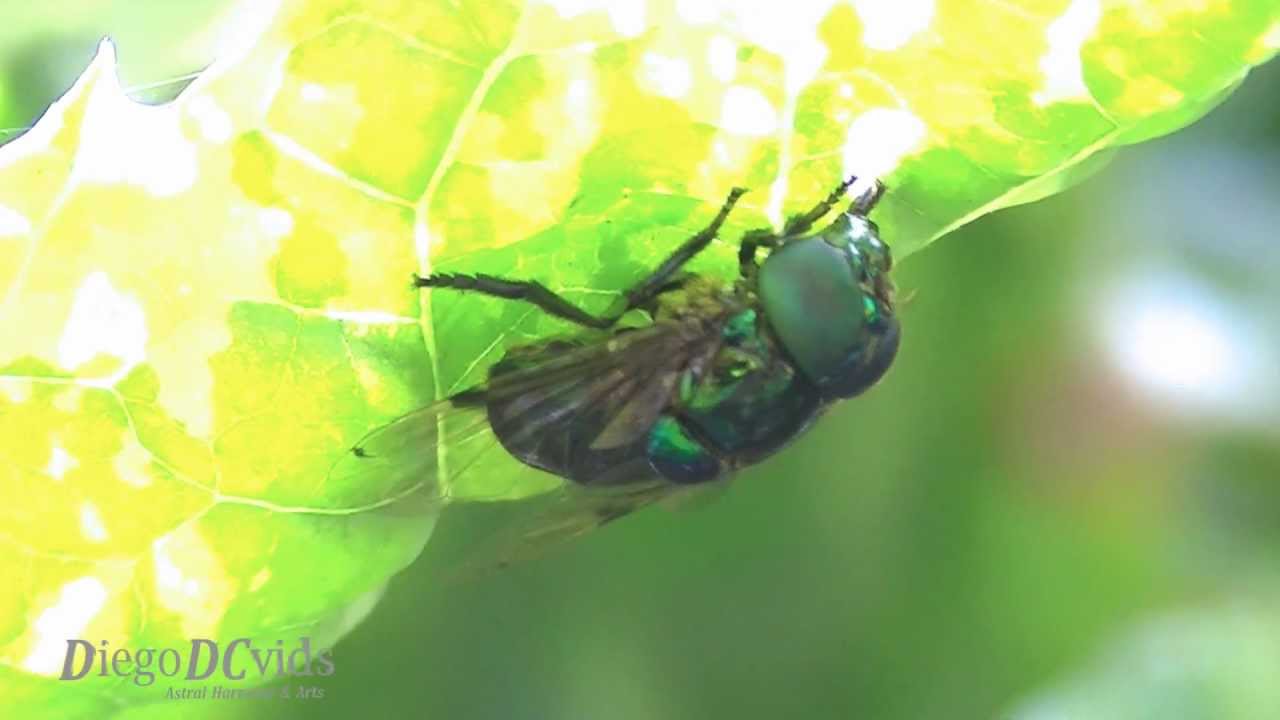 Ornidia obesa (Syrphidae - Diptera) Syrphid fly - Green Hoverfly ...