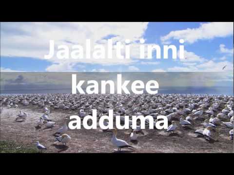 Oromo Gospel Song/Dasta Hinsarmu/Gargaarsa bara ijoollummaa