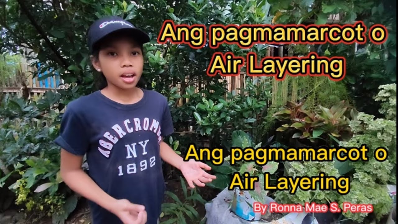 Marcotting or Air Layering using Calamansi plant - YouTube