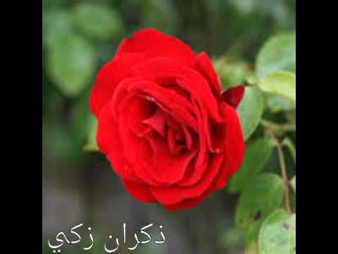 جاوا تو هاري  جاوا تي هاري من ل فر بهيلي Thekran Z
