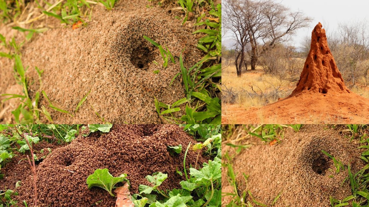 Man Dream see Anthill & what happens in Reality even if u watch it on ...