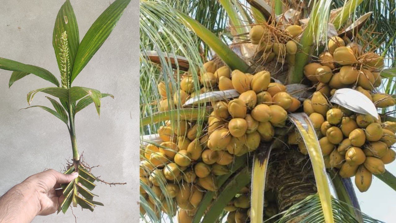 How to propagate coconut tree from coconut branch - YouTube