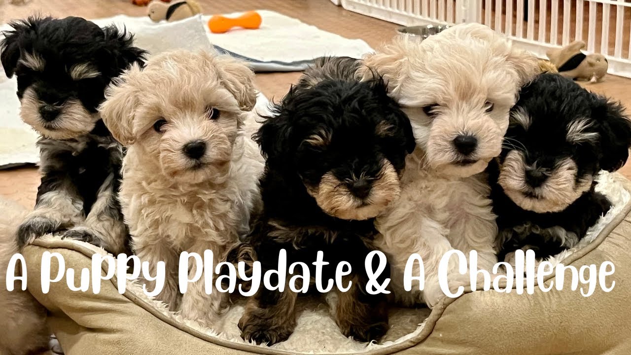 A Puppy Playdate & What We Are Creating Next for YOU! - YouTube