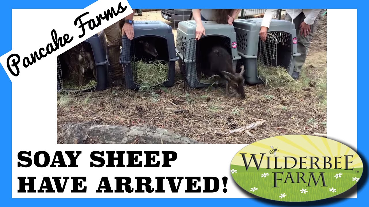 New British Soay Sheep Herd at Pancake Farms - YouTube
