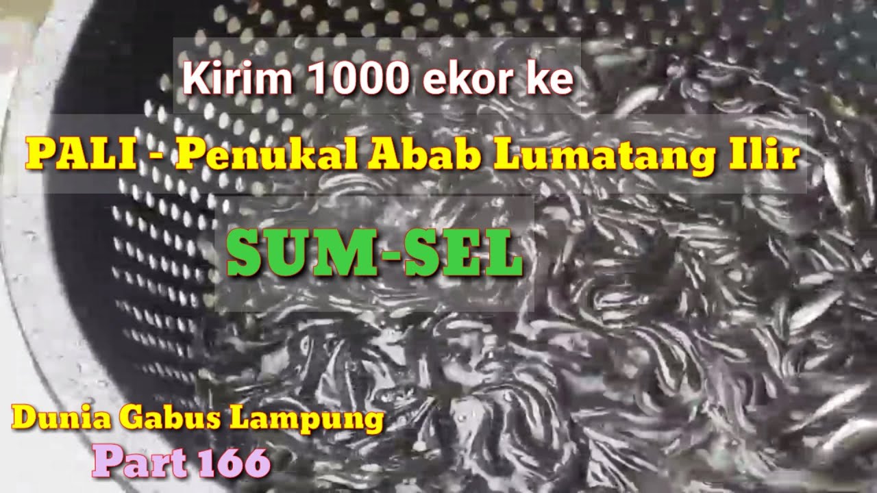 #166 Kirim Benih Gabus 1000 ekor ke Pali - YouTube