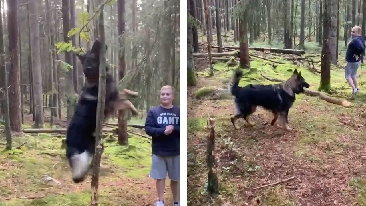 Excitable Dog Pulls Down An Entire Tree To Use As A Stick - YouTube