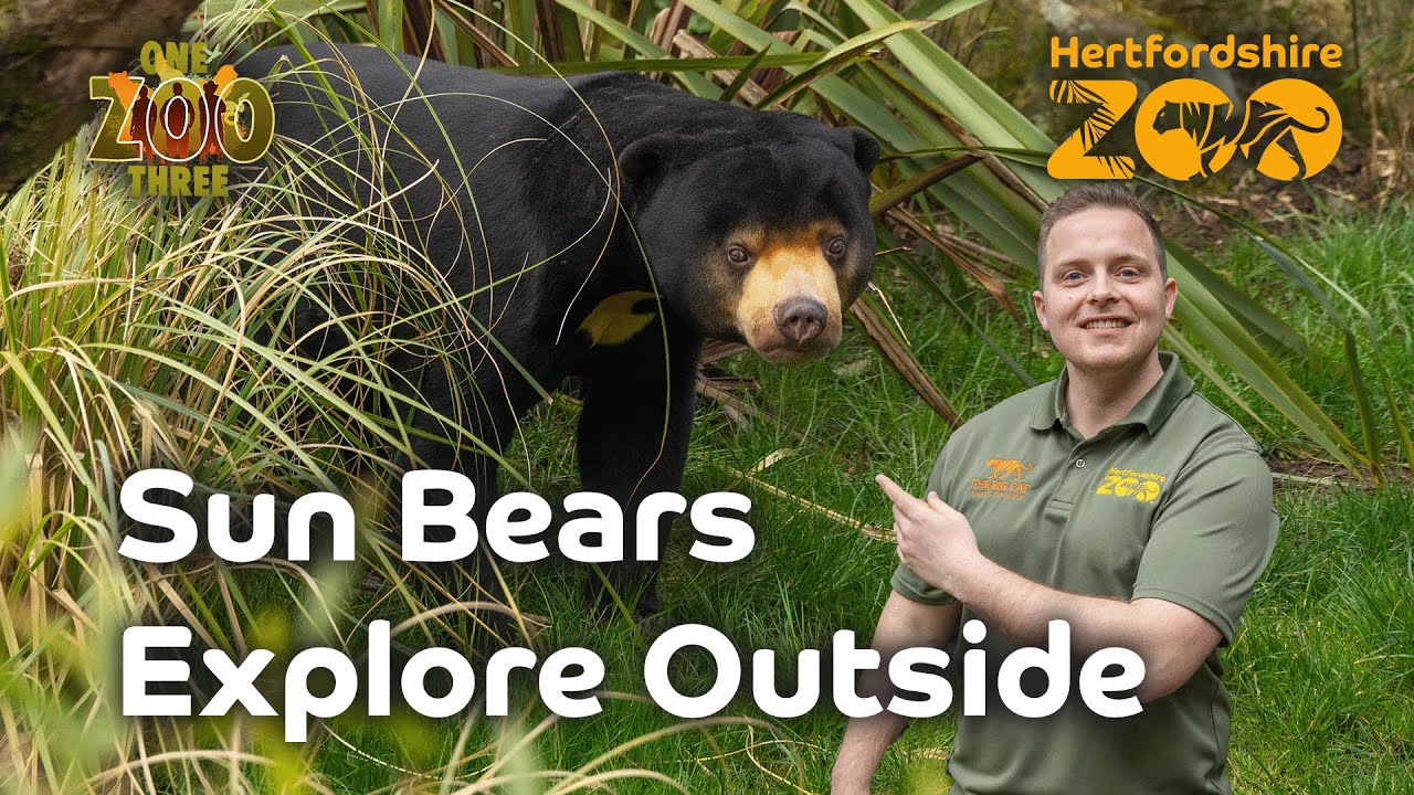Sun Bears Explore Outside! ☀️ | One Zoo Three - YouTube