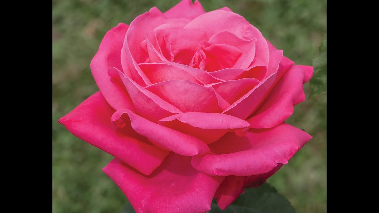 Robert Russell Bennett: Rose Variations - YouTube