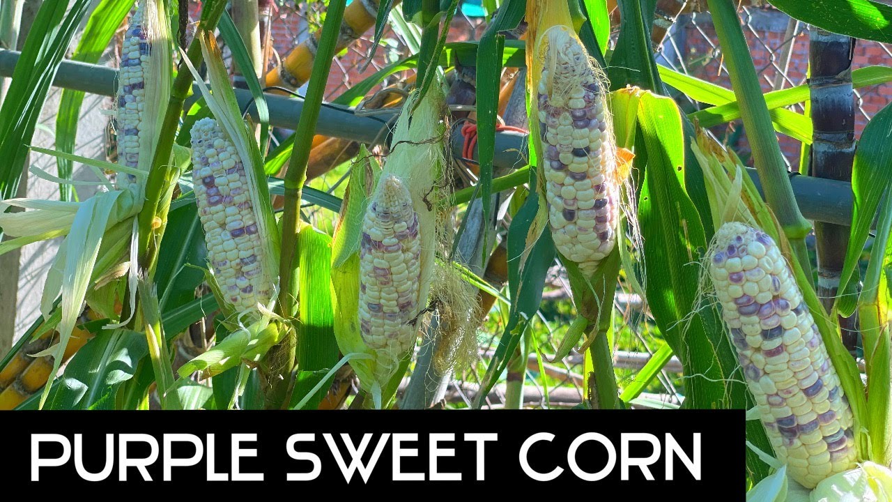 Purple sweet corn growing at home || How to Grow Corn from Seeds in ...