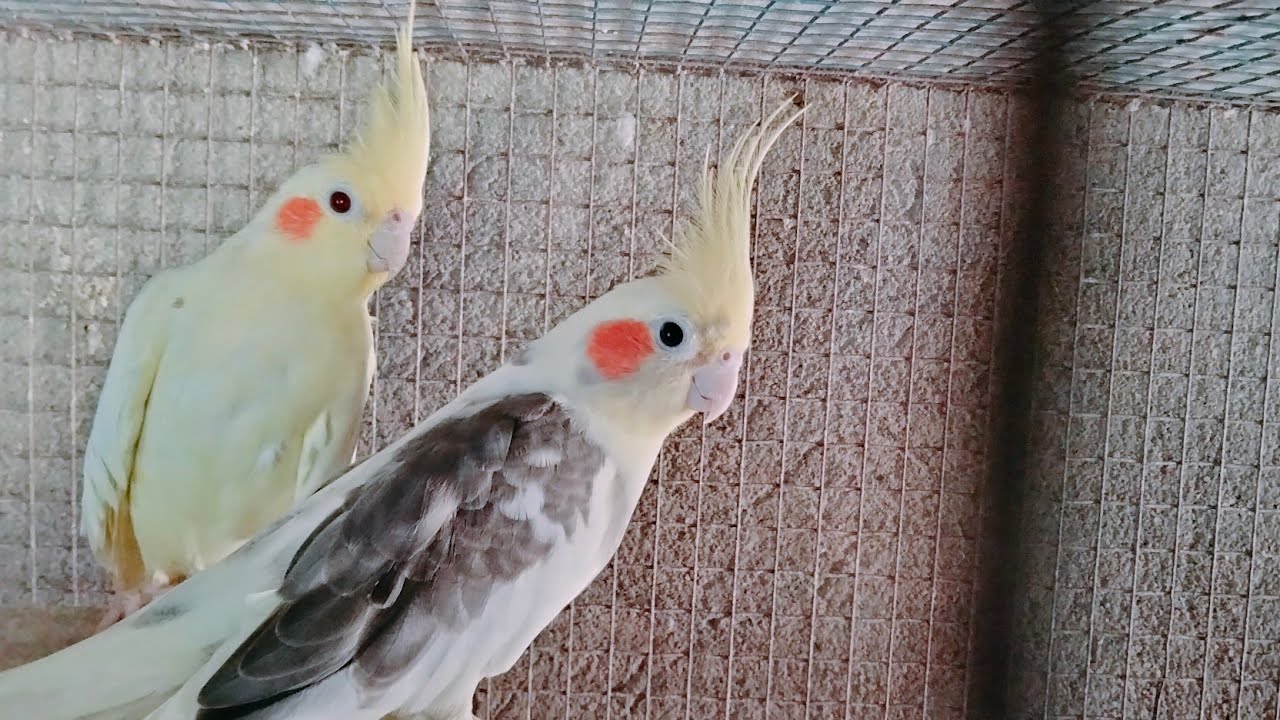 kokatel Mating progress # bird lovers @manojit Aviary@ - YouTube