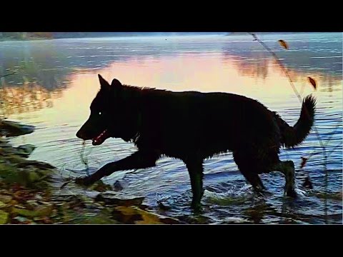 Wardruna: HELVEGEN - Wolves of Odin - YouTube