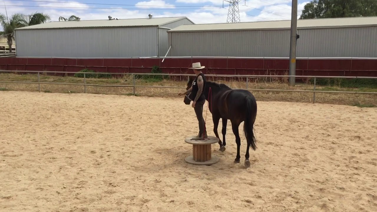 Standardbred horse .... mount training 💙 - YouTube