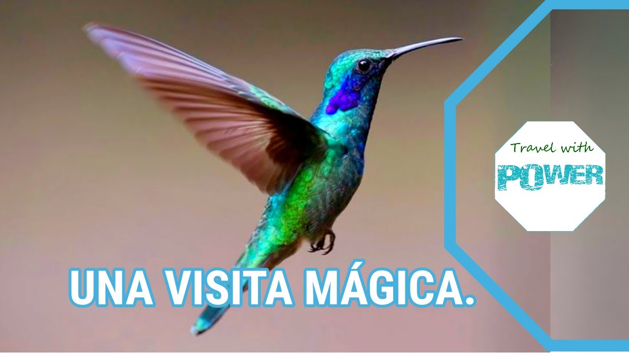 ¿Qué significa cuando ves un colibrí? ¿Qué significa ver un colibrí en ...