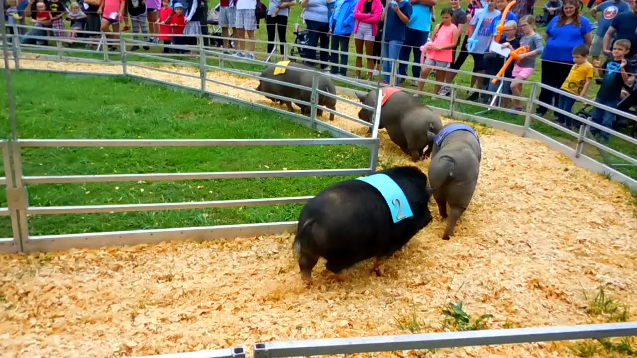 Hog Race - YouTube