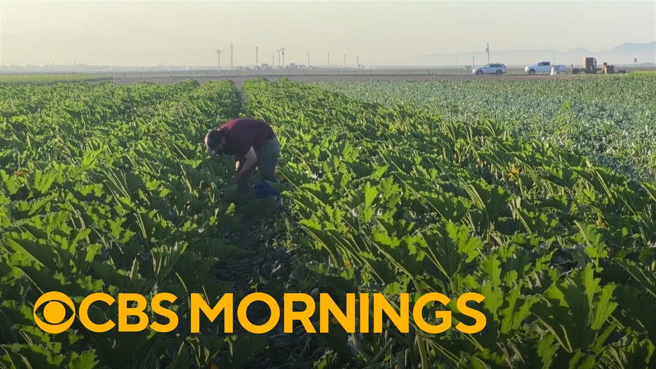 Farm workers running their own farms - YouTube