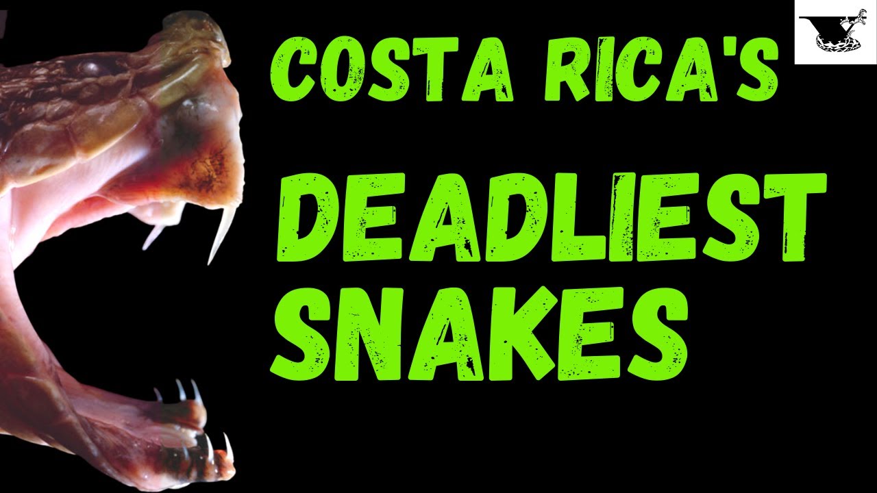Fer-de-Lance vs. Other Venomous Snakes: The Ultimate Showdown - YouTube
