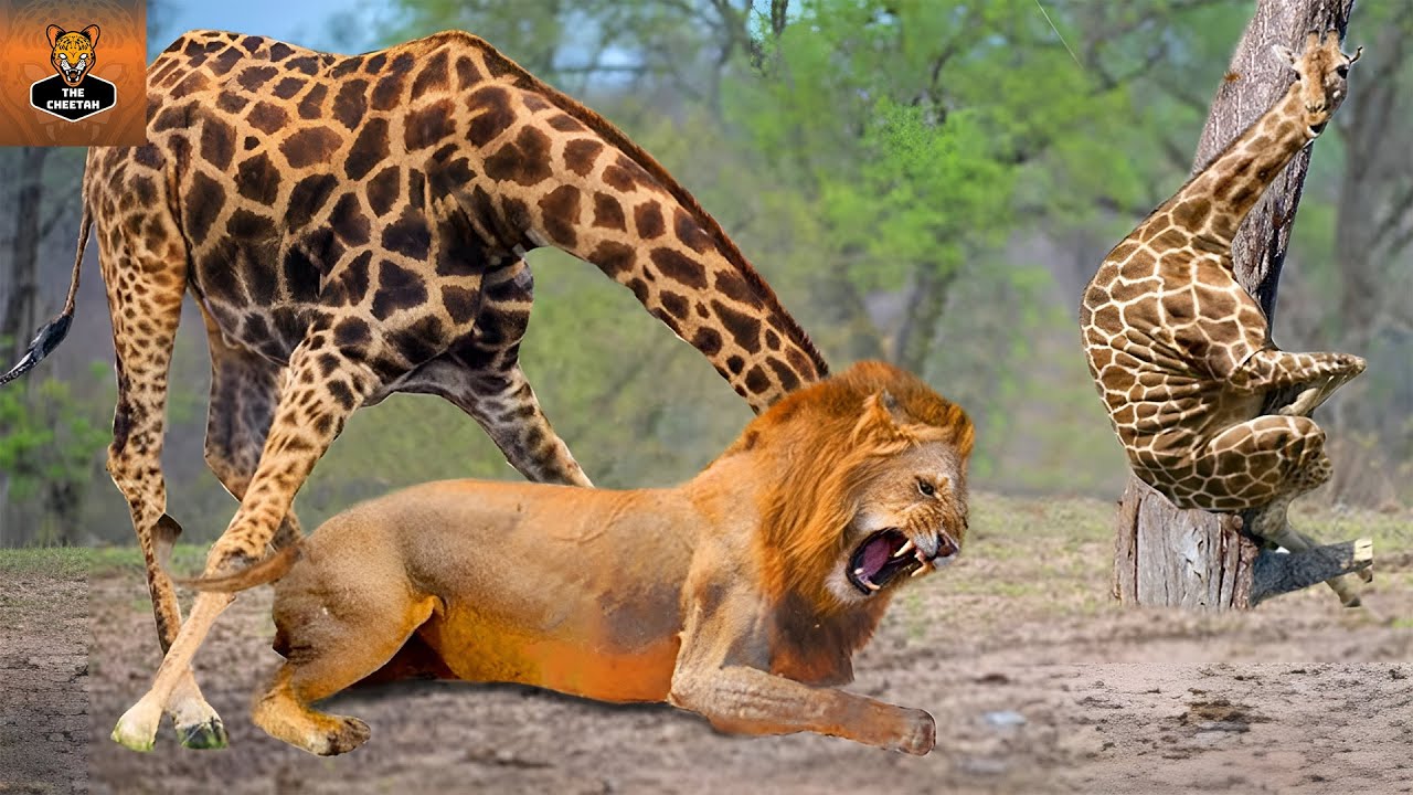 The Cheetah | Lions and leopards hunting giraffes An unequal battle ...