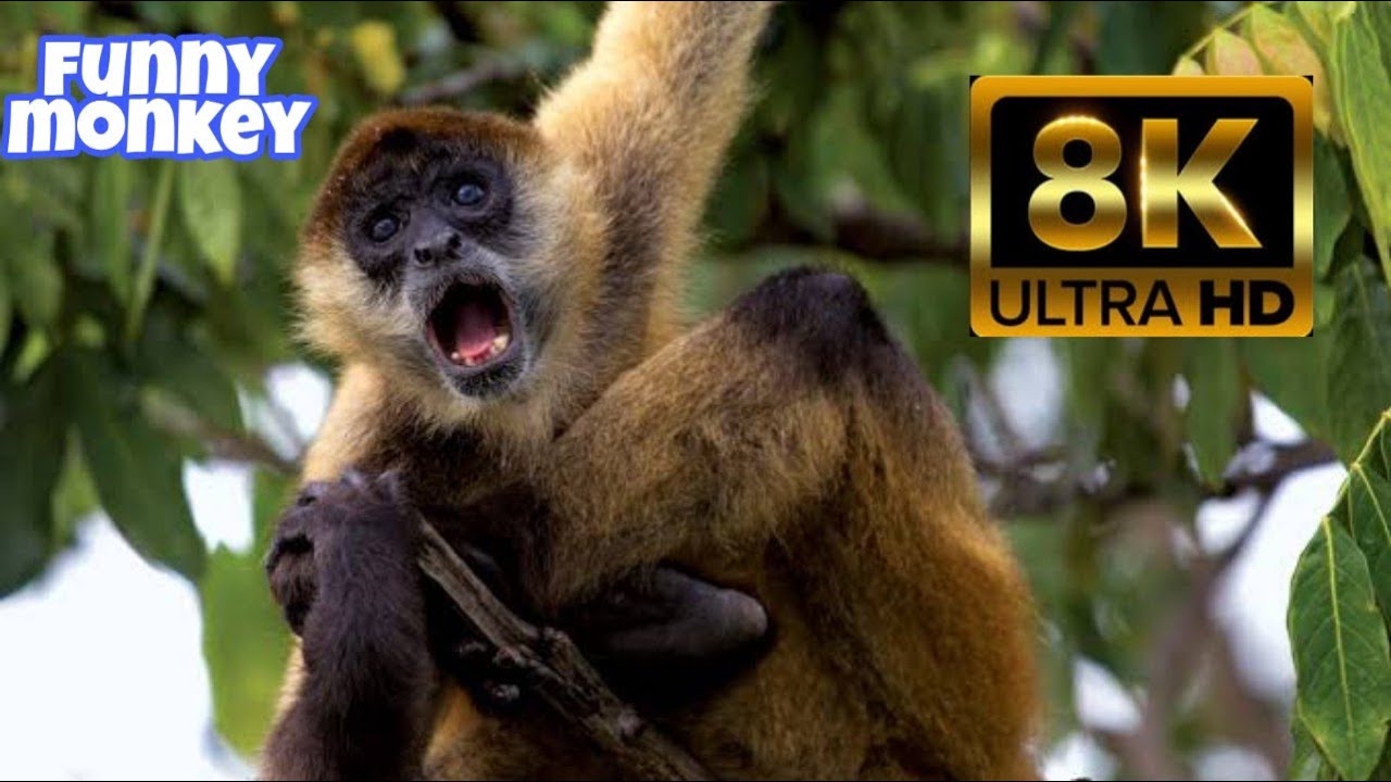 Monkey 8k Ultra HD 60fps | strange monkey | 8k scenes - YouTube