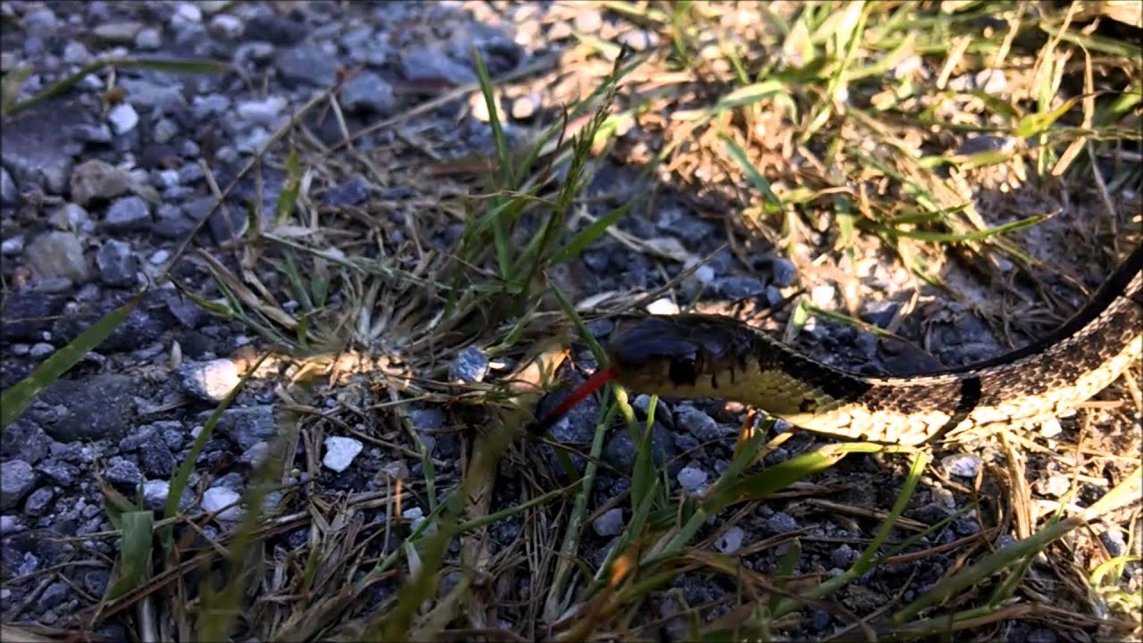 Snake Attack - YouTube
