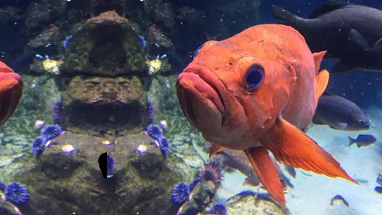 Fish slime: An untapped source of potential new antibiotics - YouTube