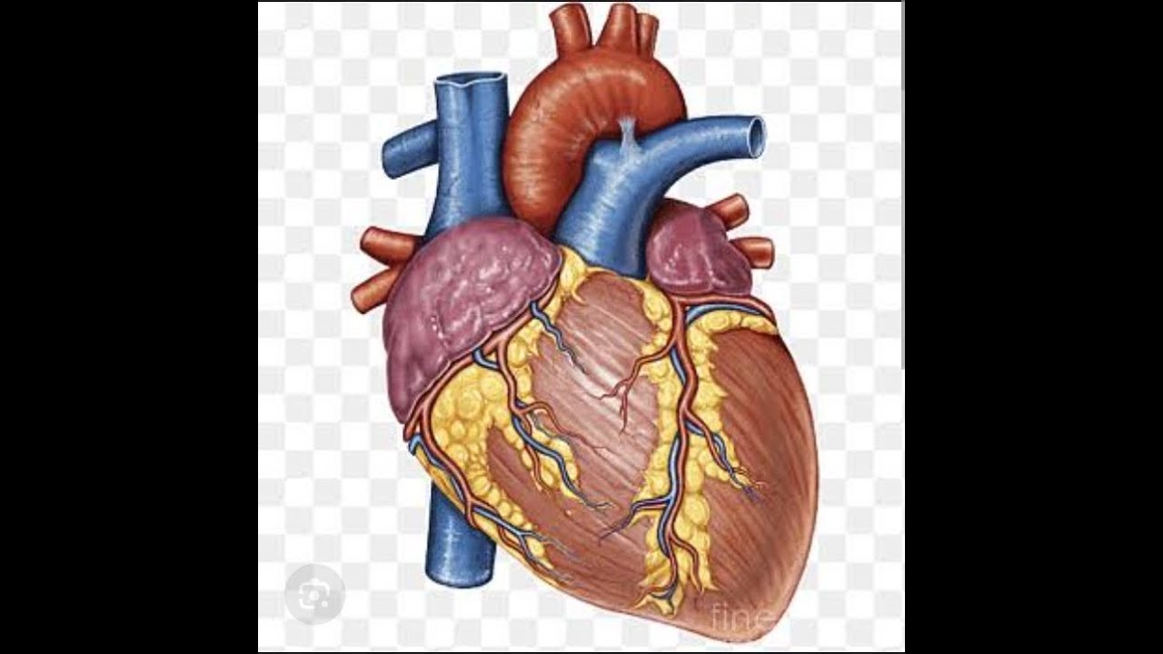#Human Heart Explained by Dr Nauman khan| #How heart work and supply ...