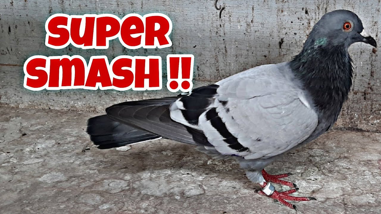 2ND LAP YB, 3RD LAP OB SUPER SMASH RACE !! - YouTube