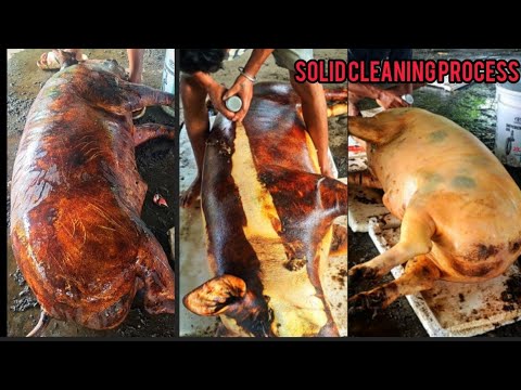 Perfect Pig (Pork) Cleaning Process in Indian Style - YouTube