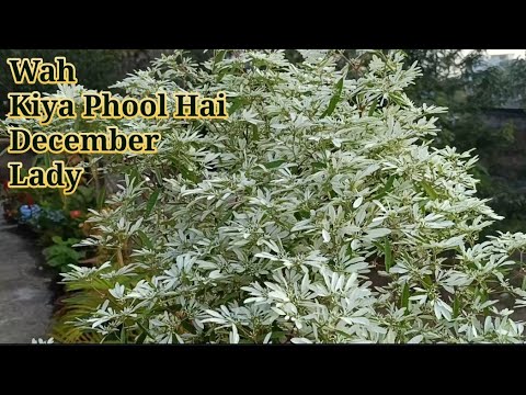 December lady plant/ Snow flake exotic plant care - YouTube
