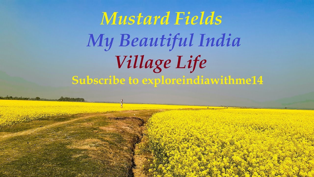 Mustard Fields | Village Life | My Beautiful India | Sarson Farming ...